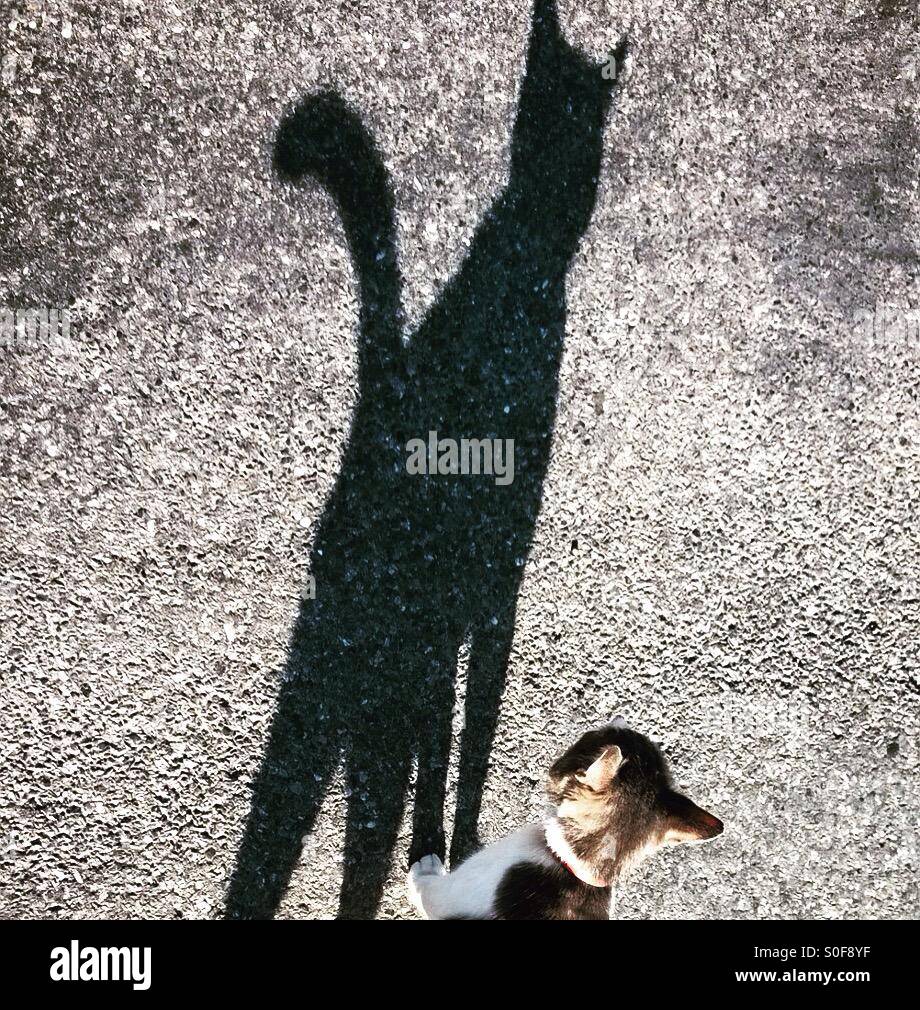 Cat with shadow Stock Photo - Alamy