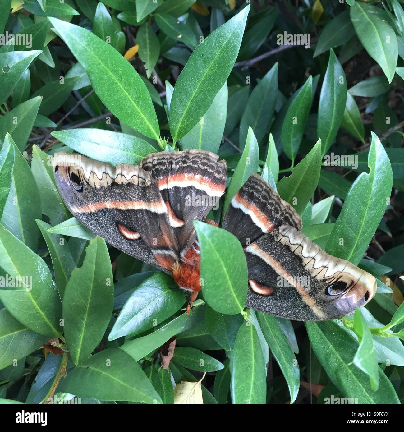 Very beautiful moth hi-res stock photography and images - Alamy