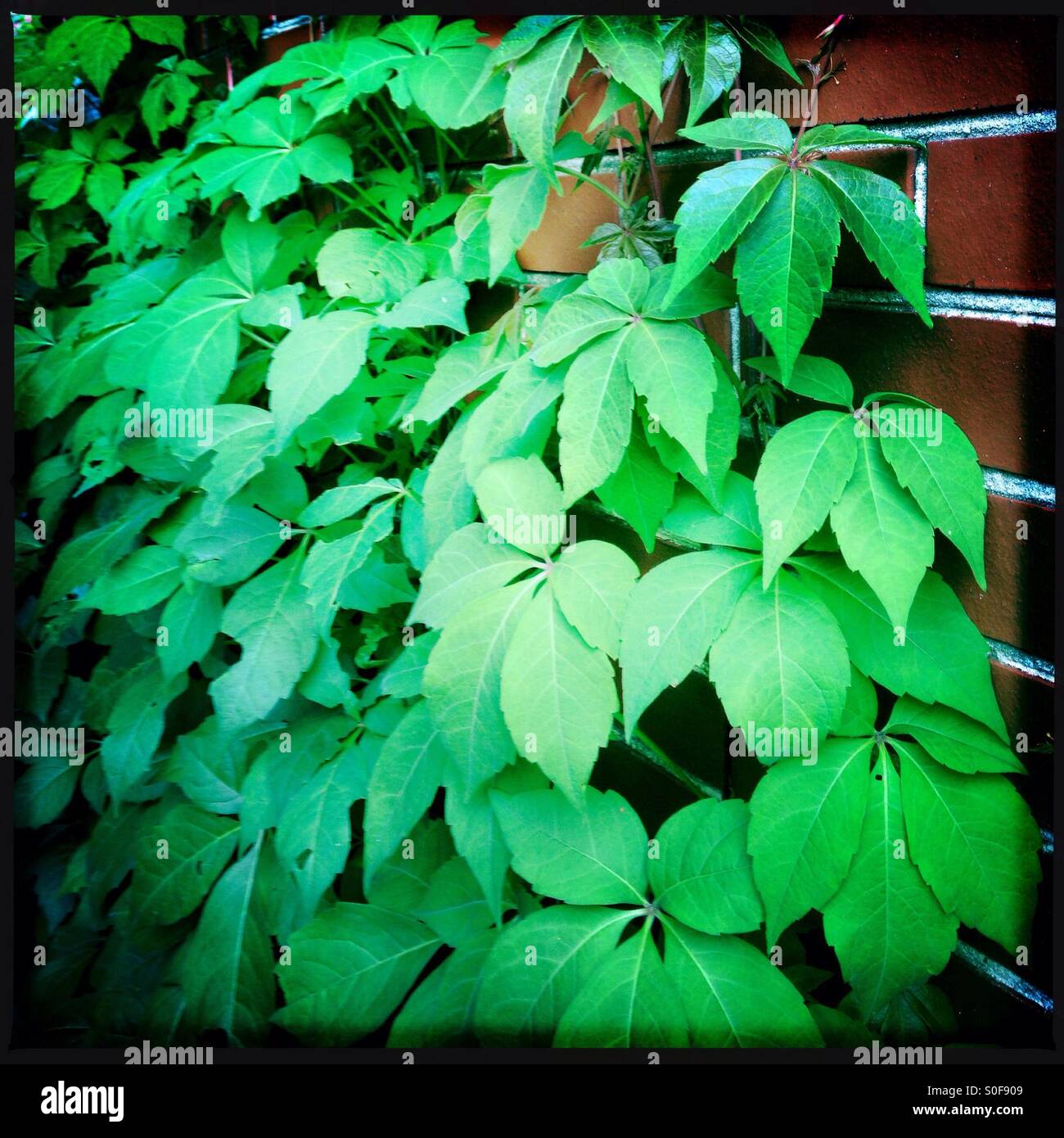 Ivy growing up a wall hi-res stock photography and images - Alamy