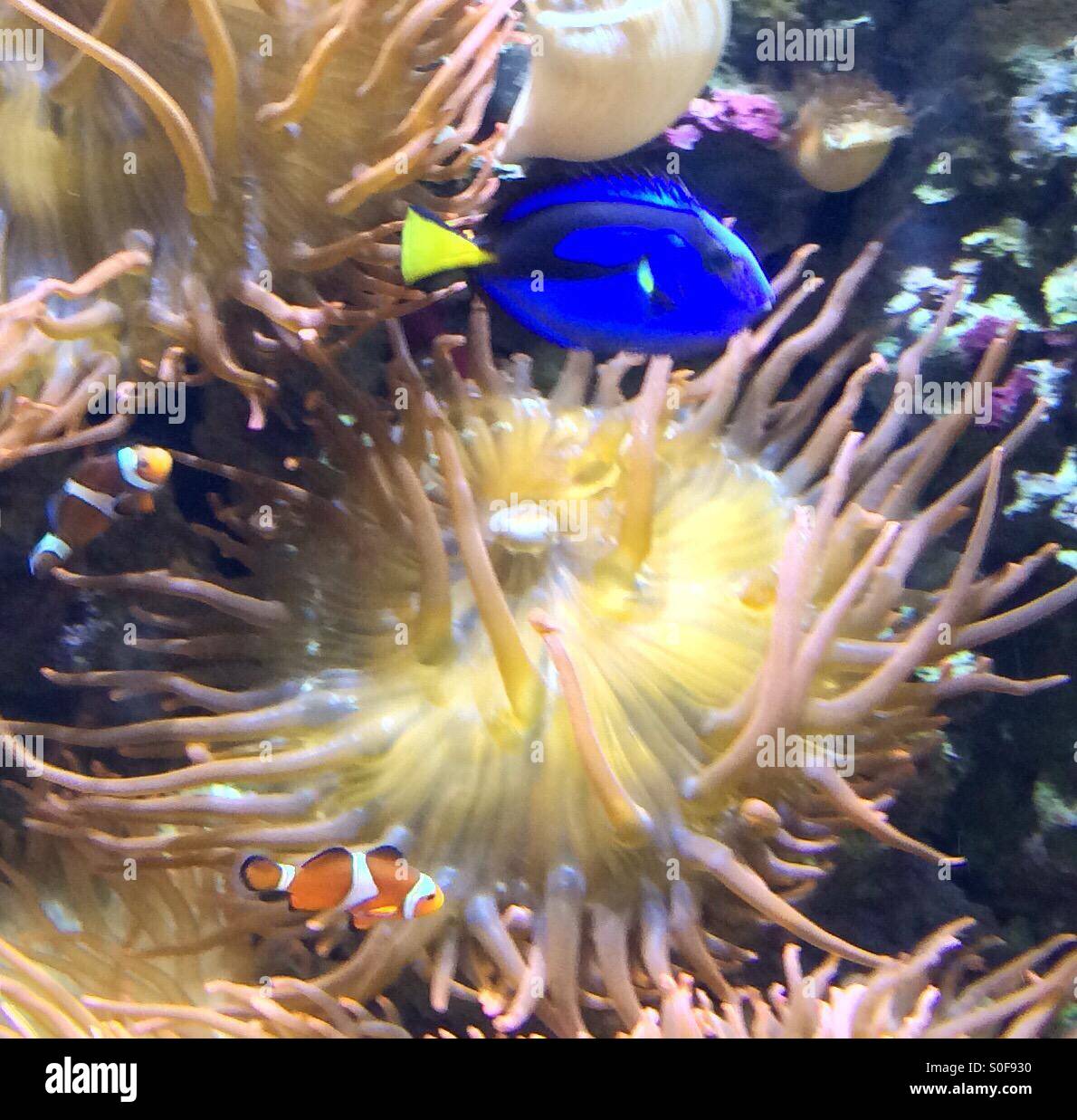 Multiple fish hi-res stock photography and images - Alamy