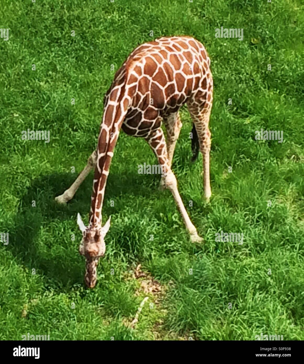 Craned neck hi-res stock photography and images - Alamy