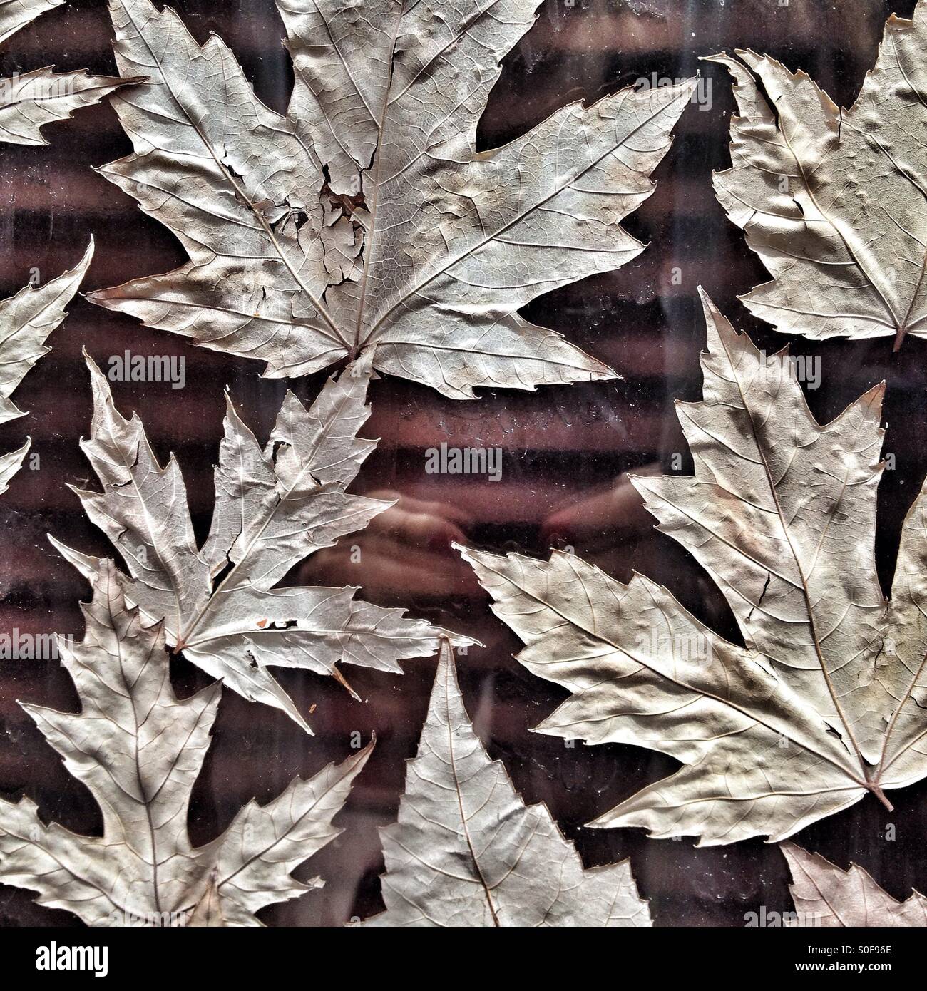Dead leaves autumn hi-res stock photography and images - Alamy