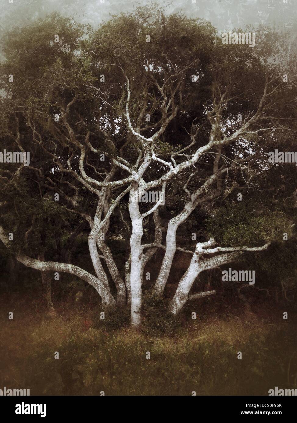 Coastal oak tree with unusual branches, tinted brown Stock Photo - Alamy