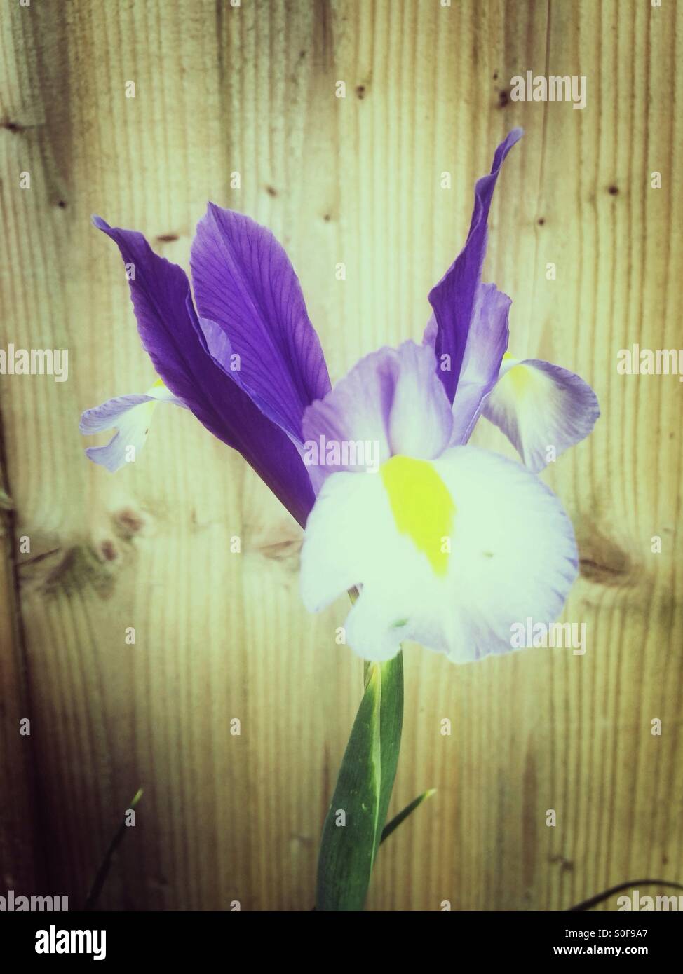 Iris texture hi-res stock photography and images - Alamy