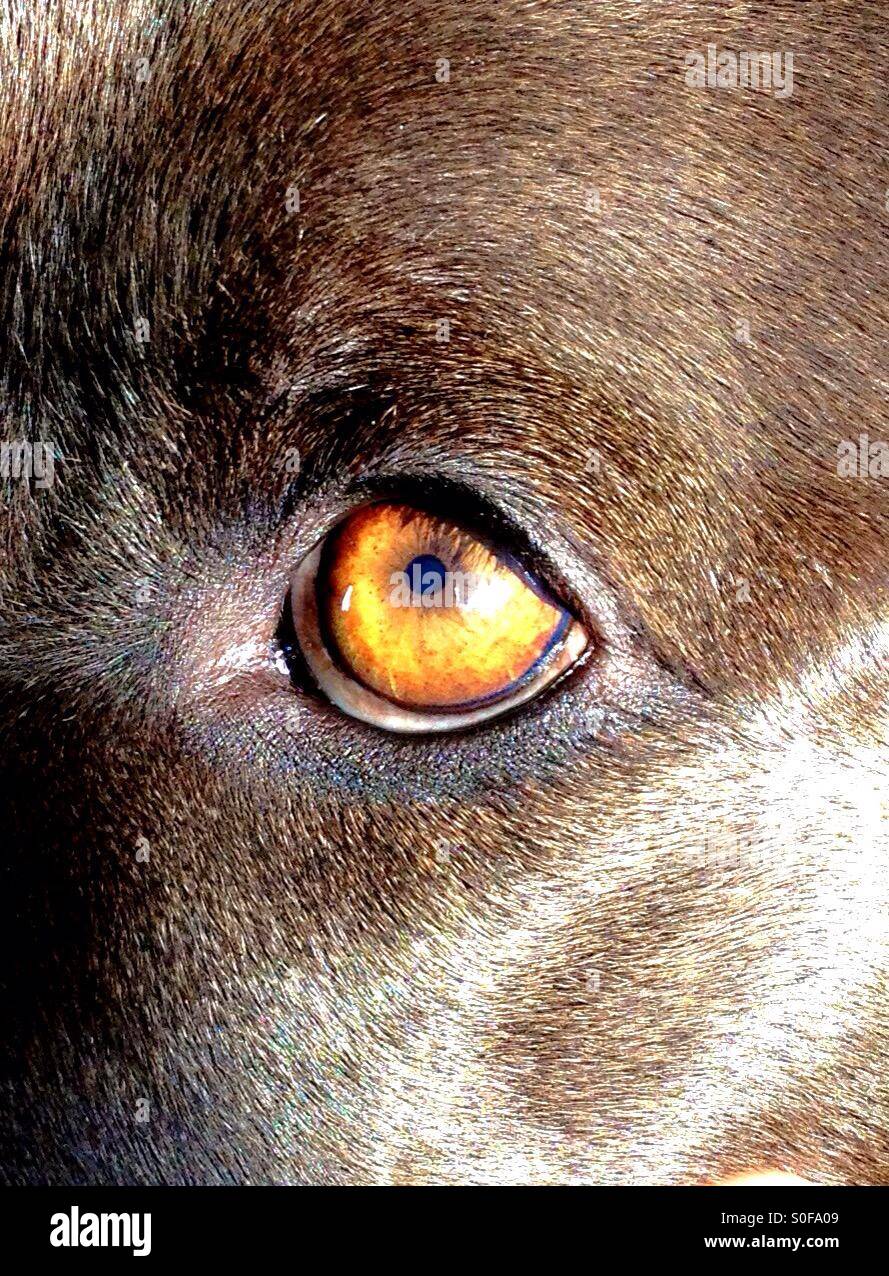 Brown dogs eye hi-res stock photography and images - Alamy
