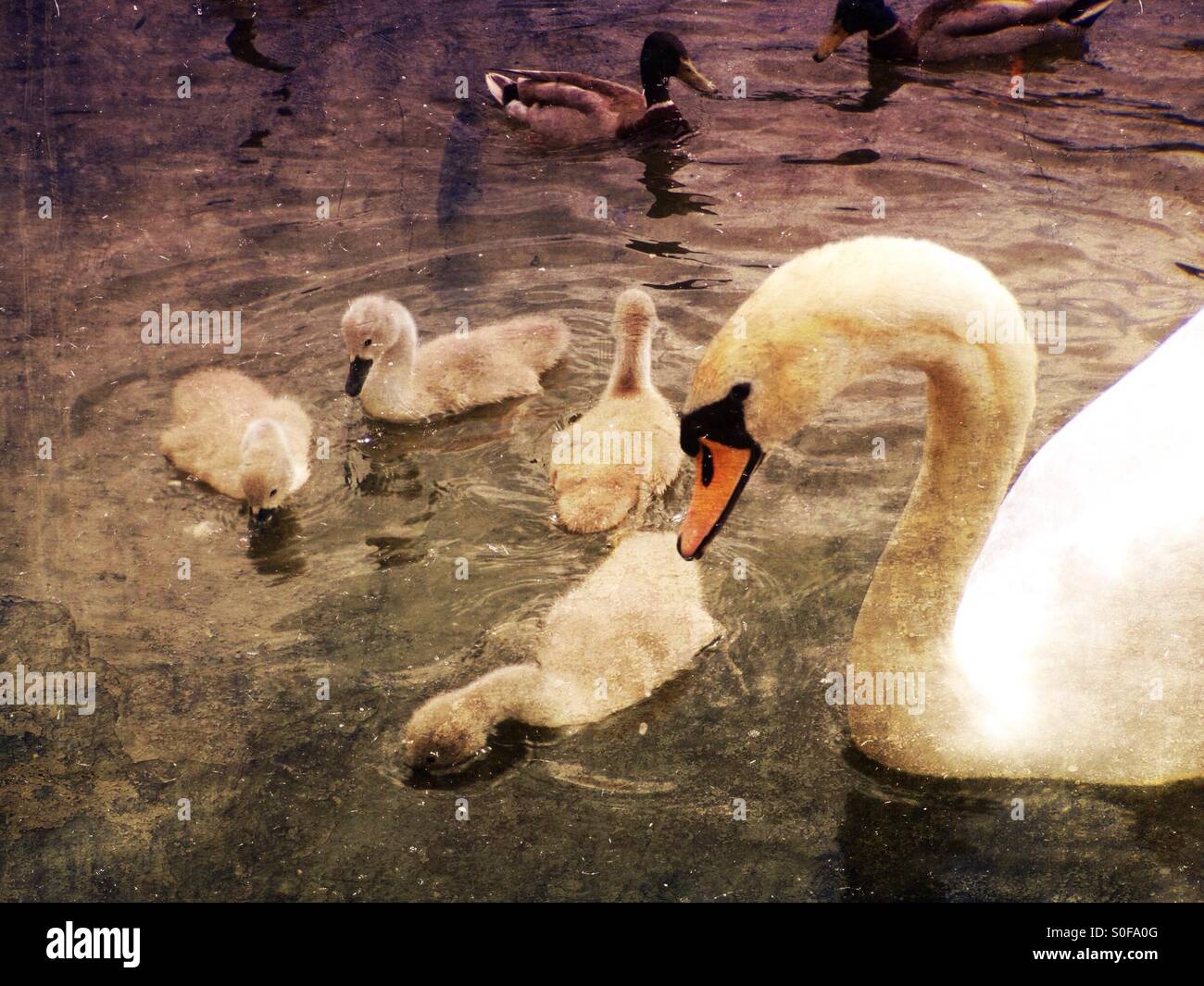 Swan ducklings hi-res stock photography and images - Alamy