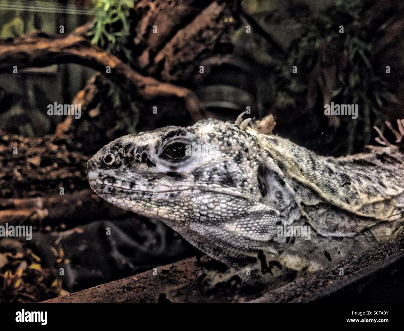 Utilia iguana hi-res stock photography and images - Alamy