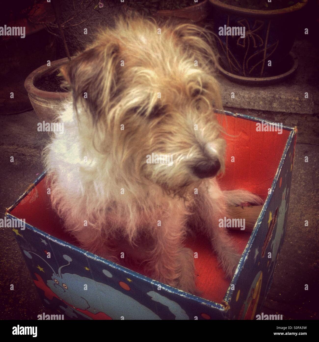 Box terrier hi-res stock photography and images - Alamy
