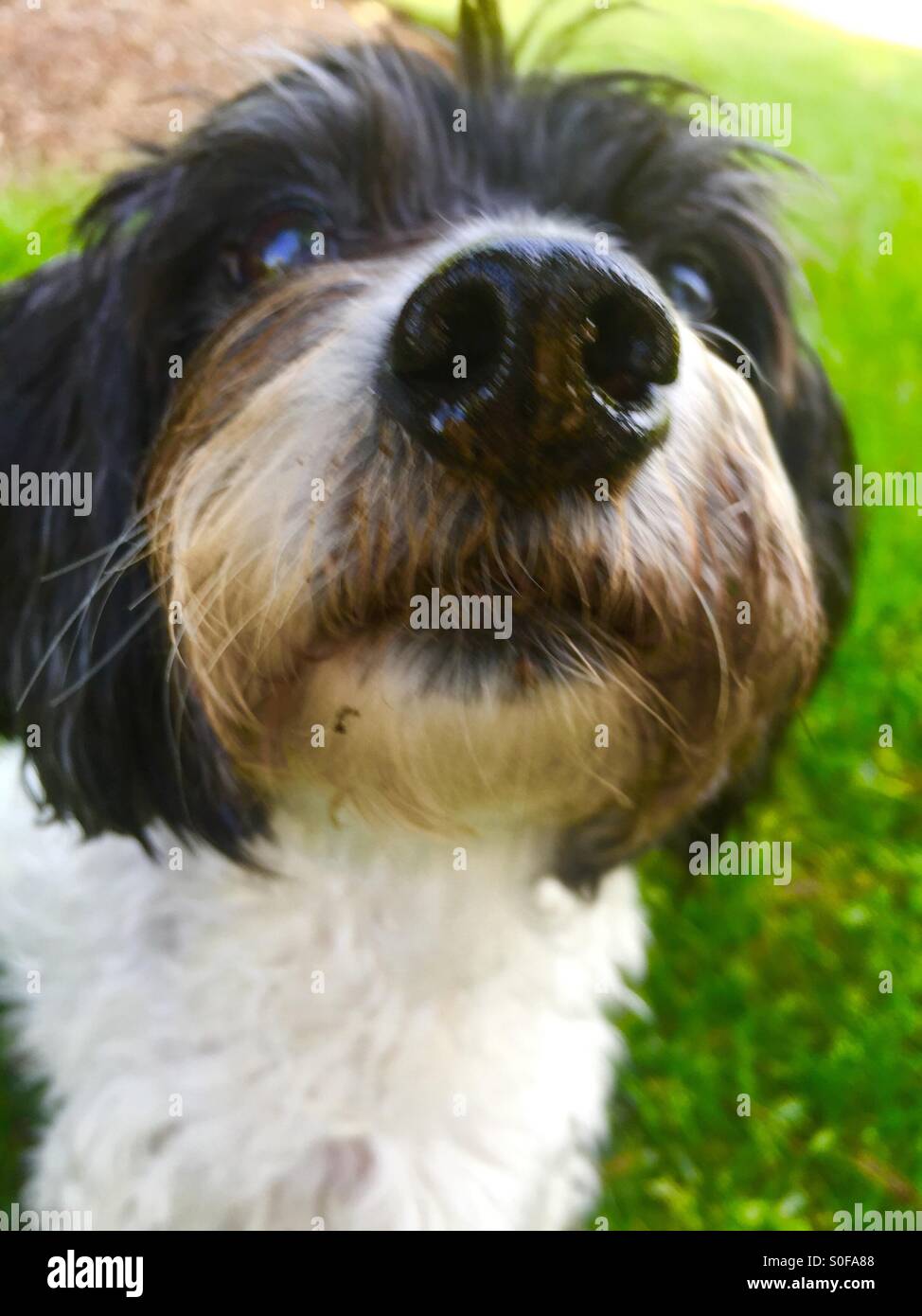 Muddy dog hi-res stock photography and images - Alamy