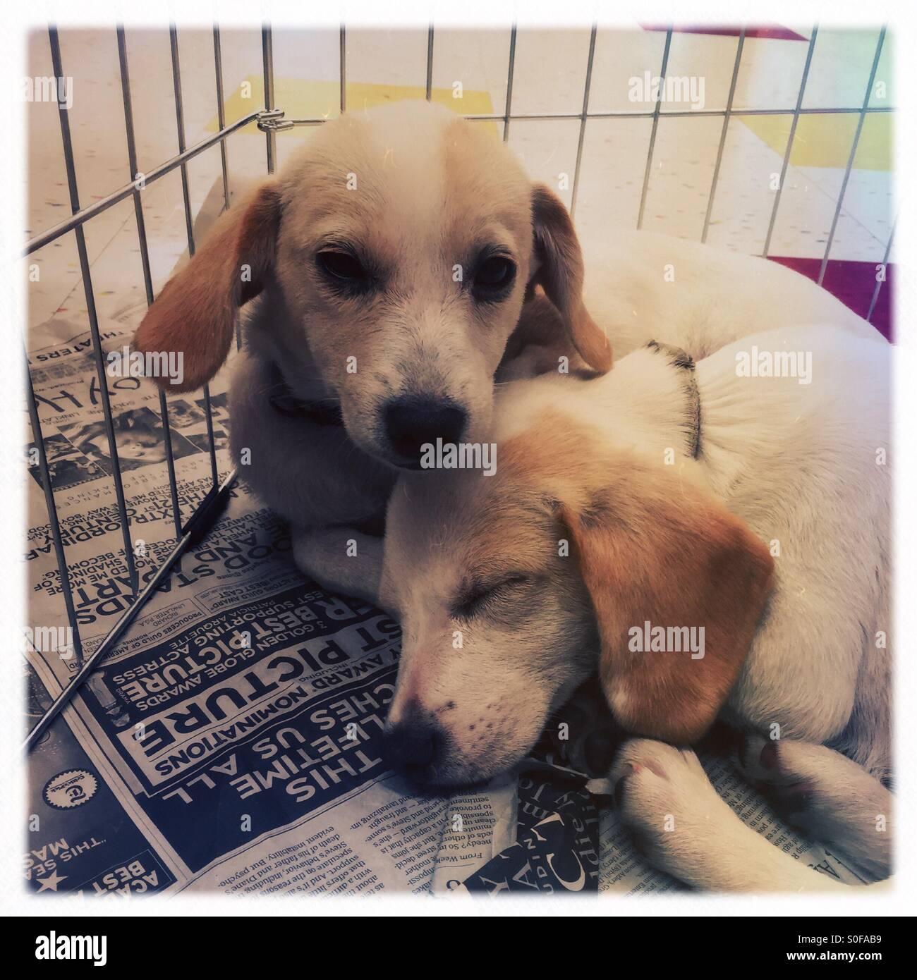 Puppy for adoption hi-res stock photography and images - Alamy