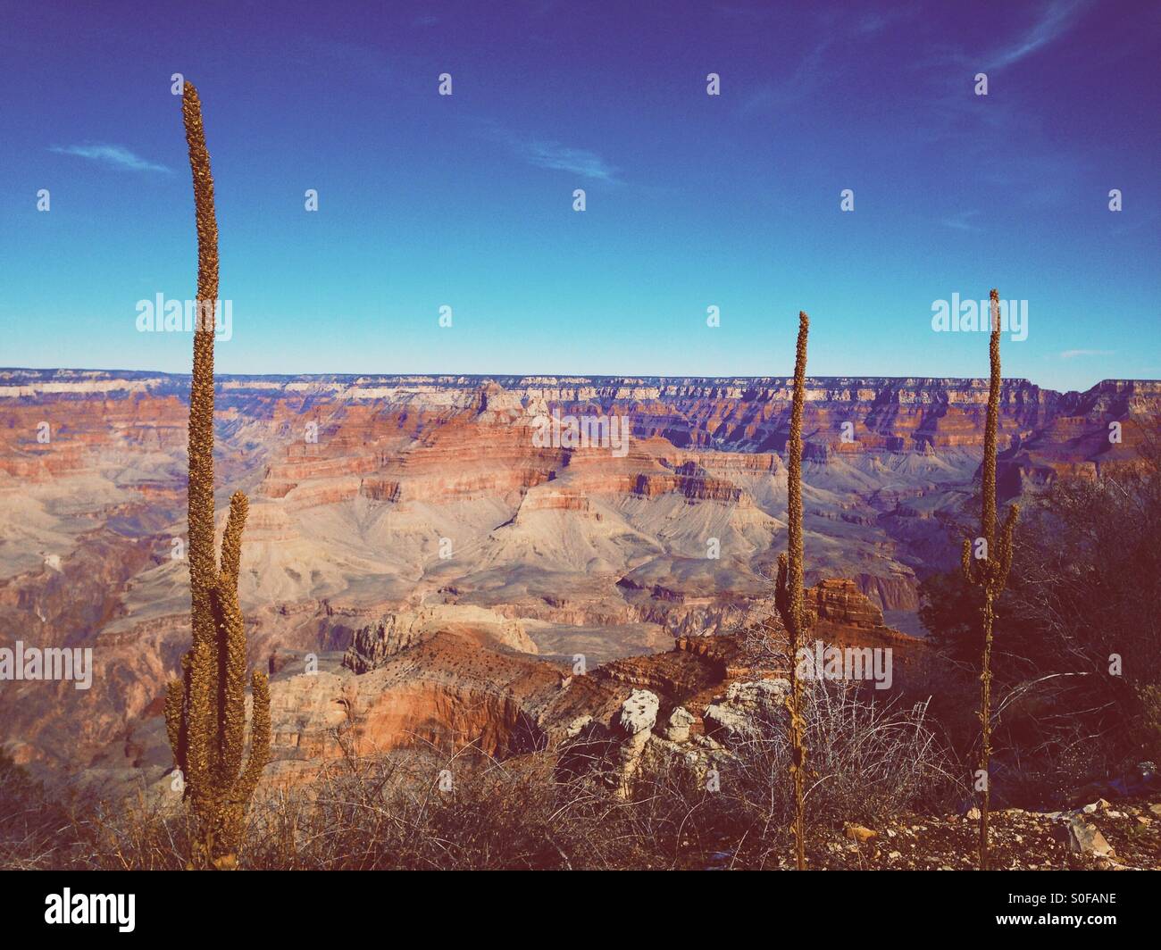 Layers of cactus hi-res stock photography and images - Alamy