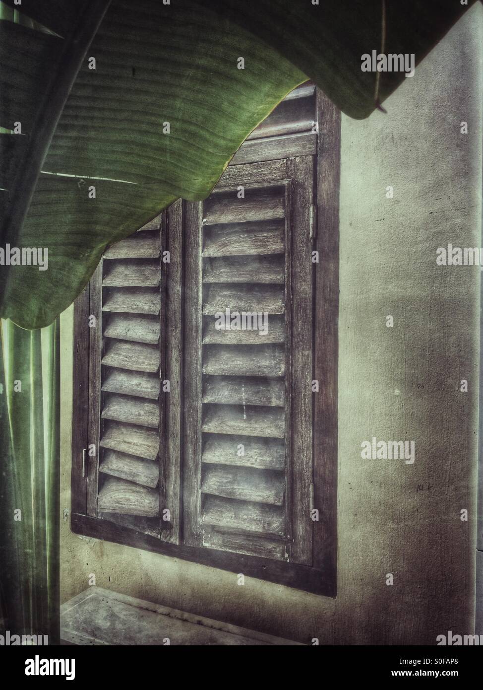 Palm trees and window Stock Photo - Alamy