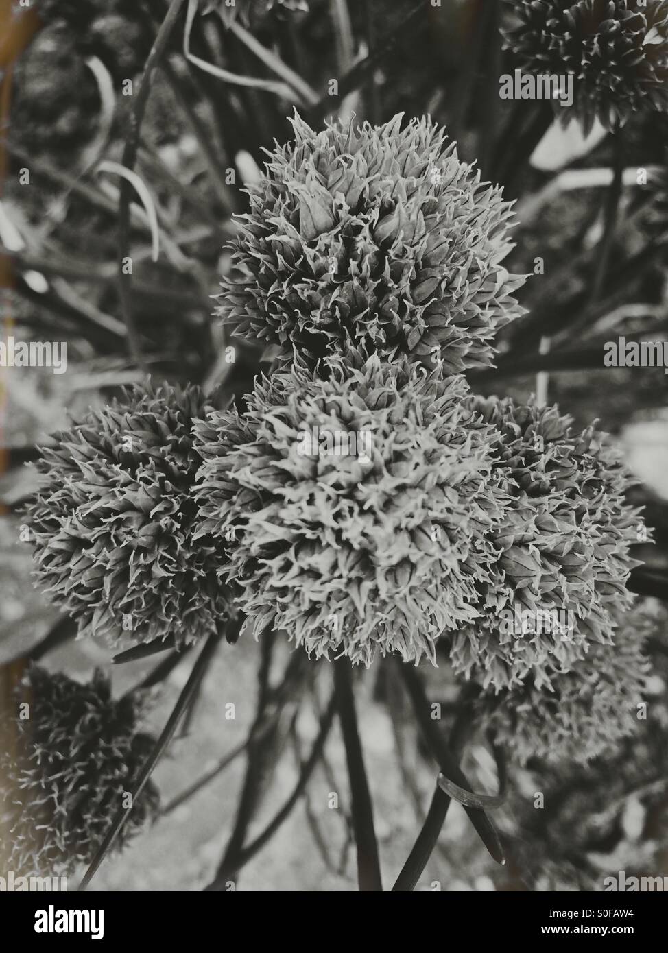 Spherical flowers hi-res stock photography and images - Alamy