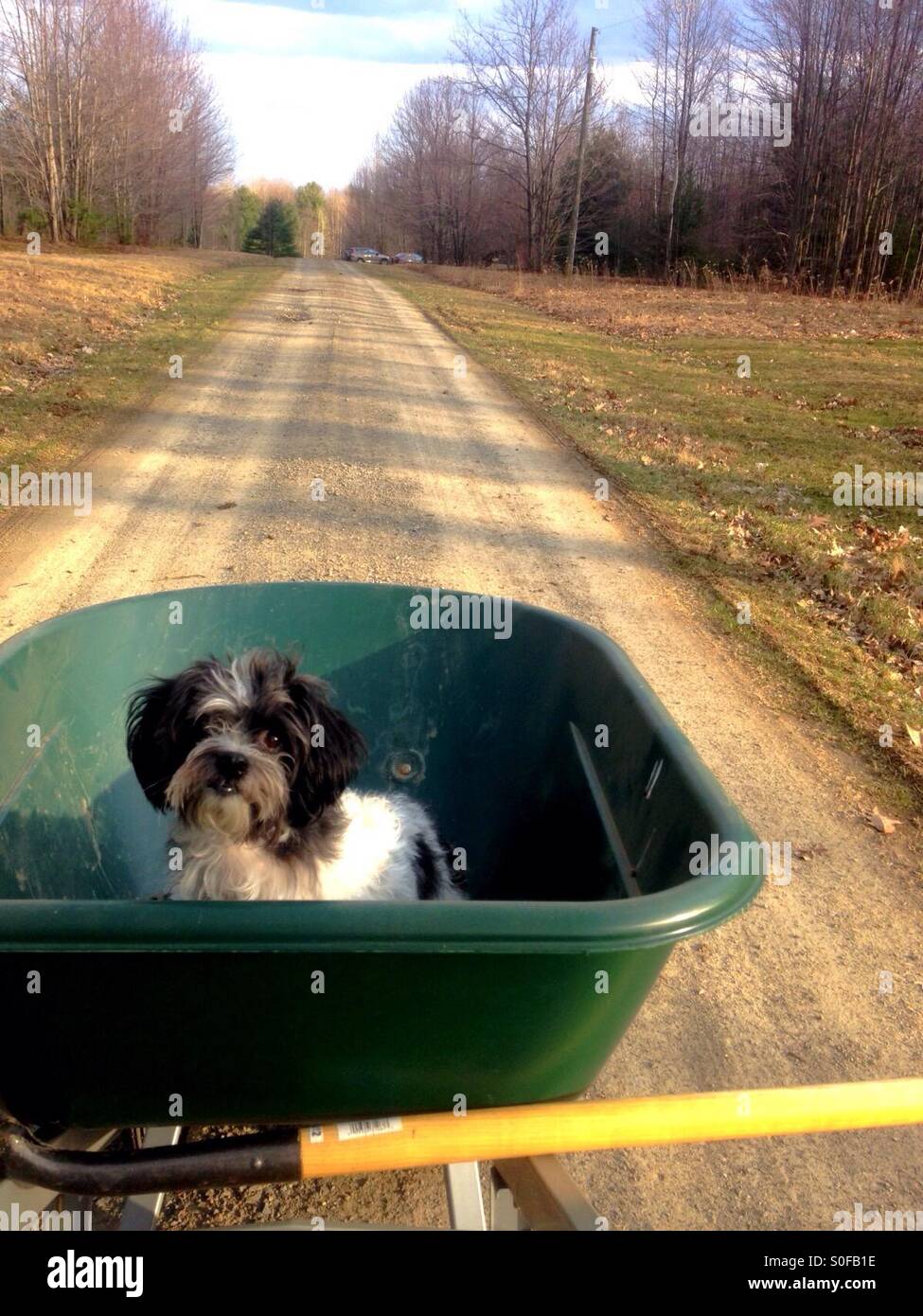 Dog in a Wheelbarrow Stock Photo - Alamy