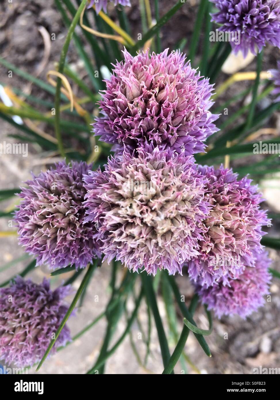 Spherical flowers hi-res stock photography and images - Alamy