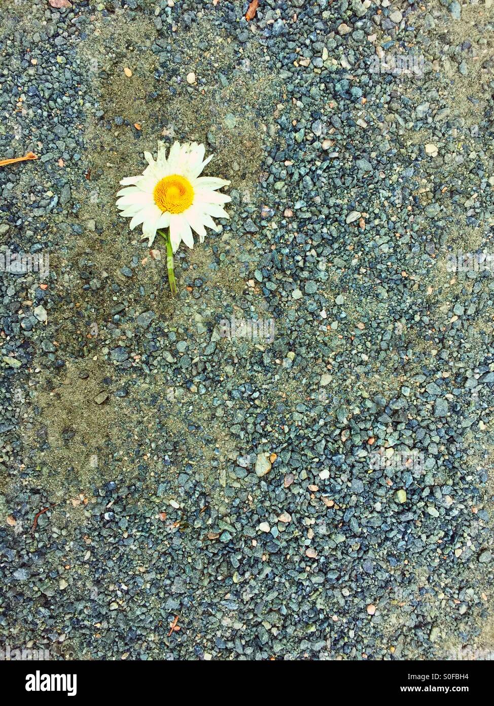 Dirt flowers hi-res stock photography and images - Alamy