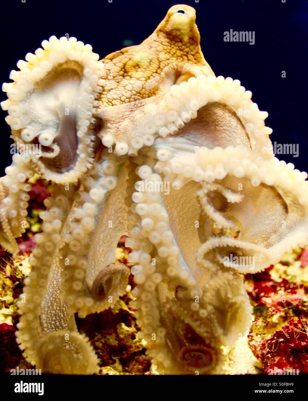 Octopus clinging to aquarium glass Stock Photo - Alamy