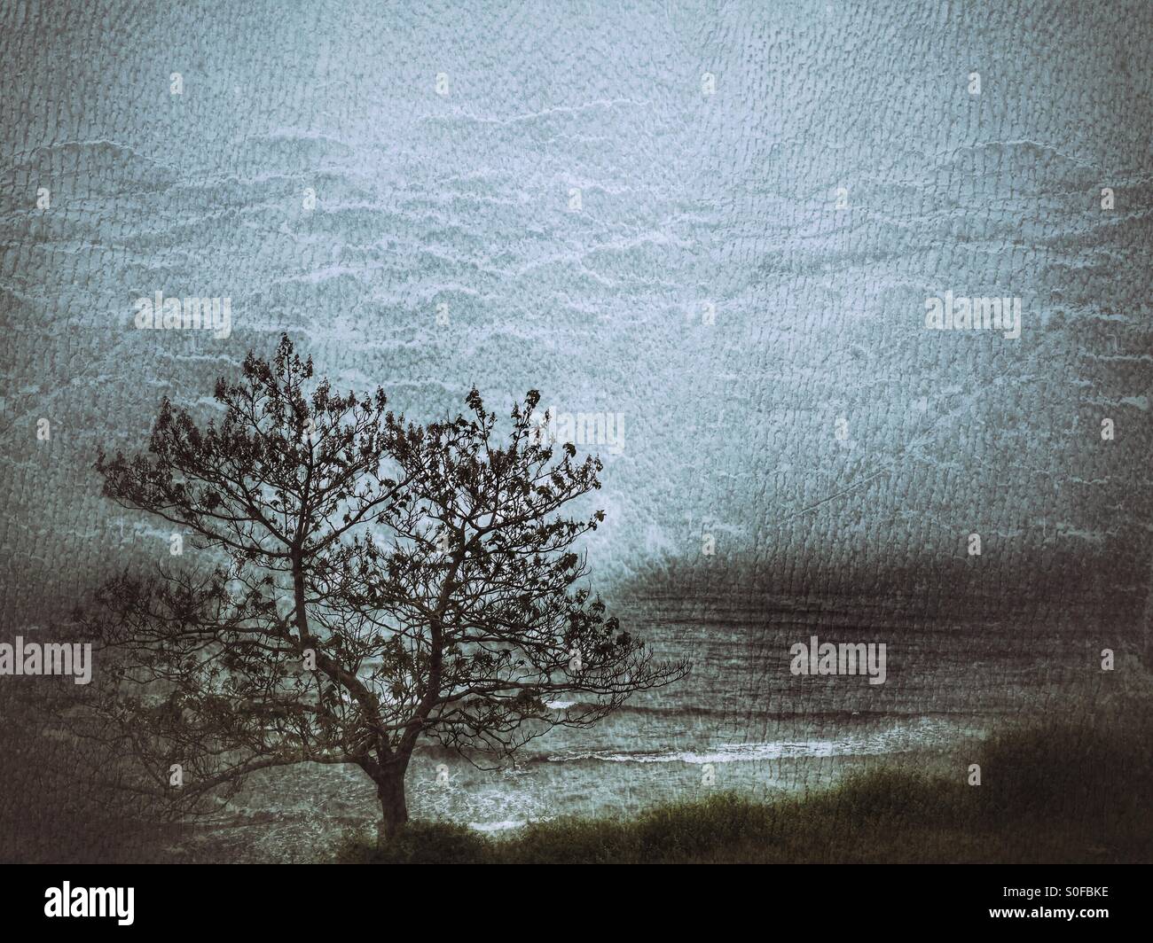 Atlantic tree hi-res stock photography and images - Alamy