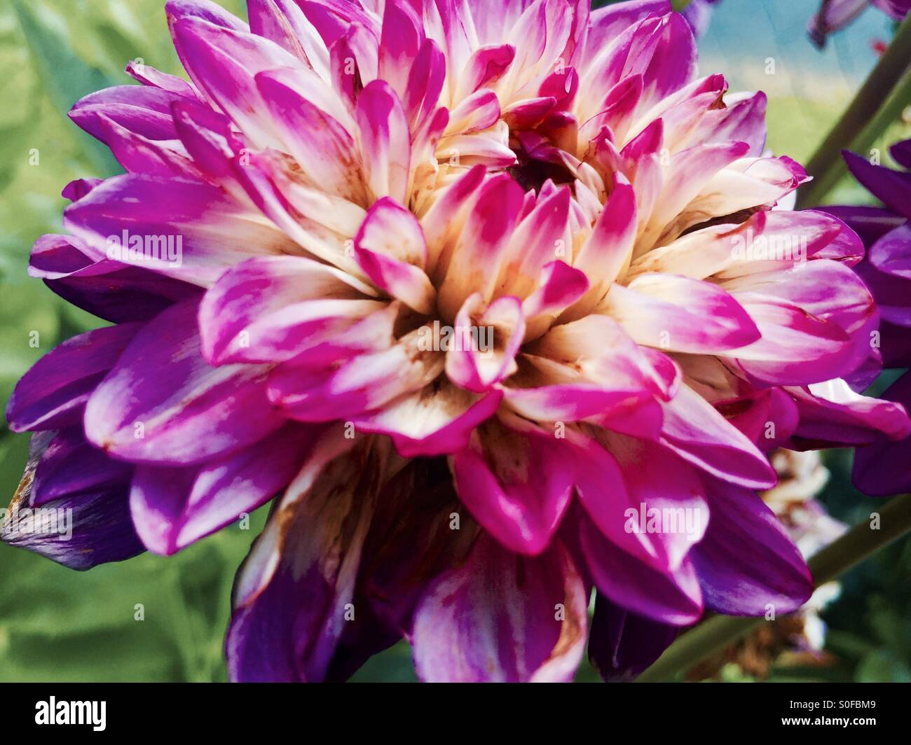 Deep purples hi-res stock photography and images - Alamy