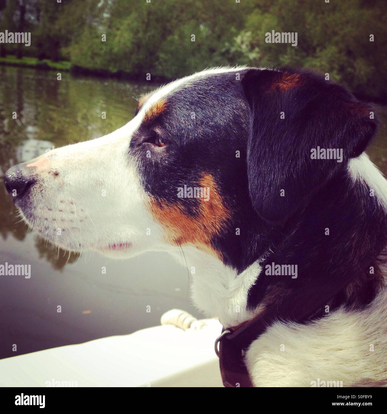 Dexter aboard boat Stock Photo - Alamy