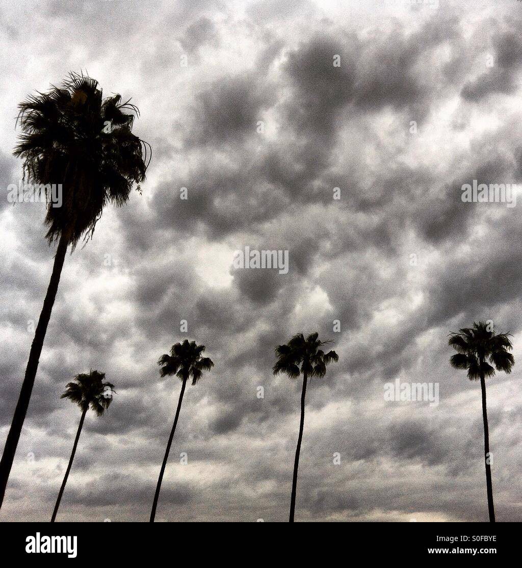 Rain palm trees hi-res stock photography and images - Alamy