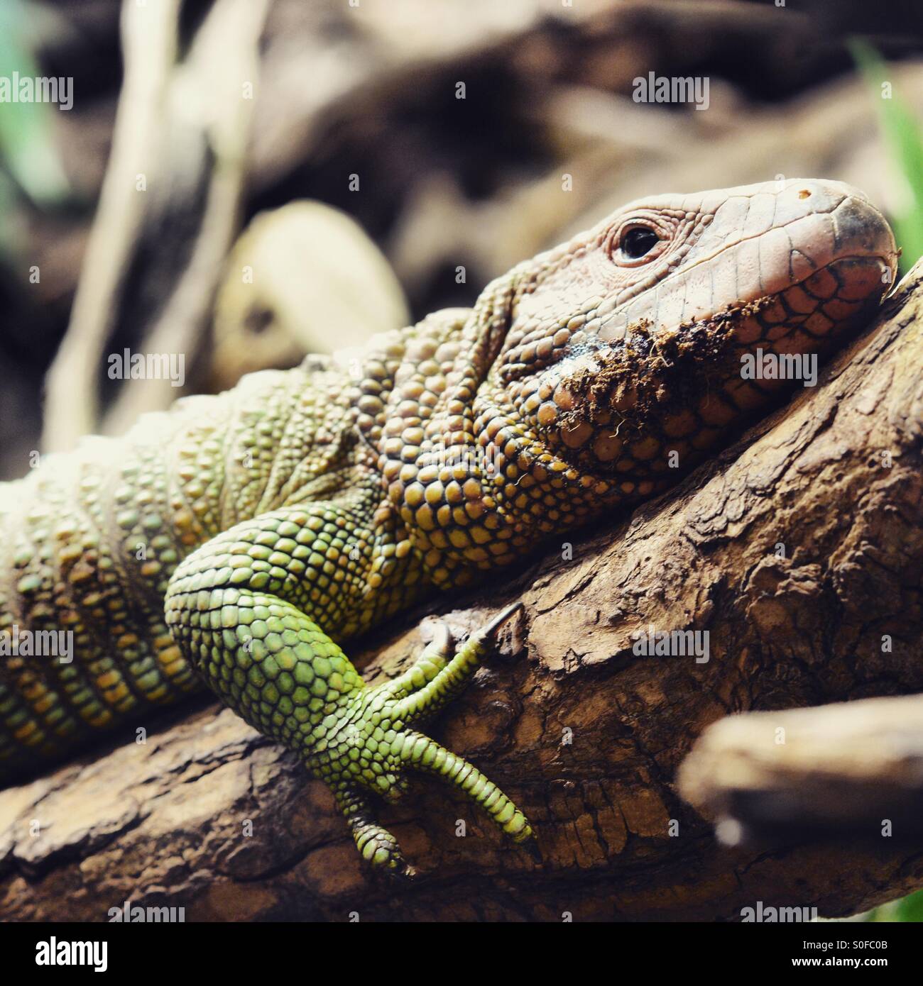 Green yellow lizard hi-res stock photography and images - Alamy