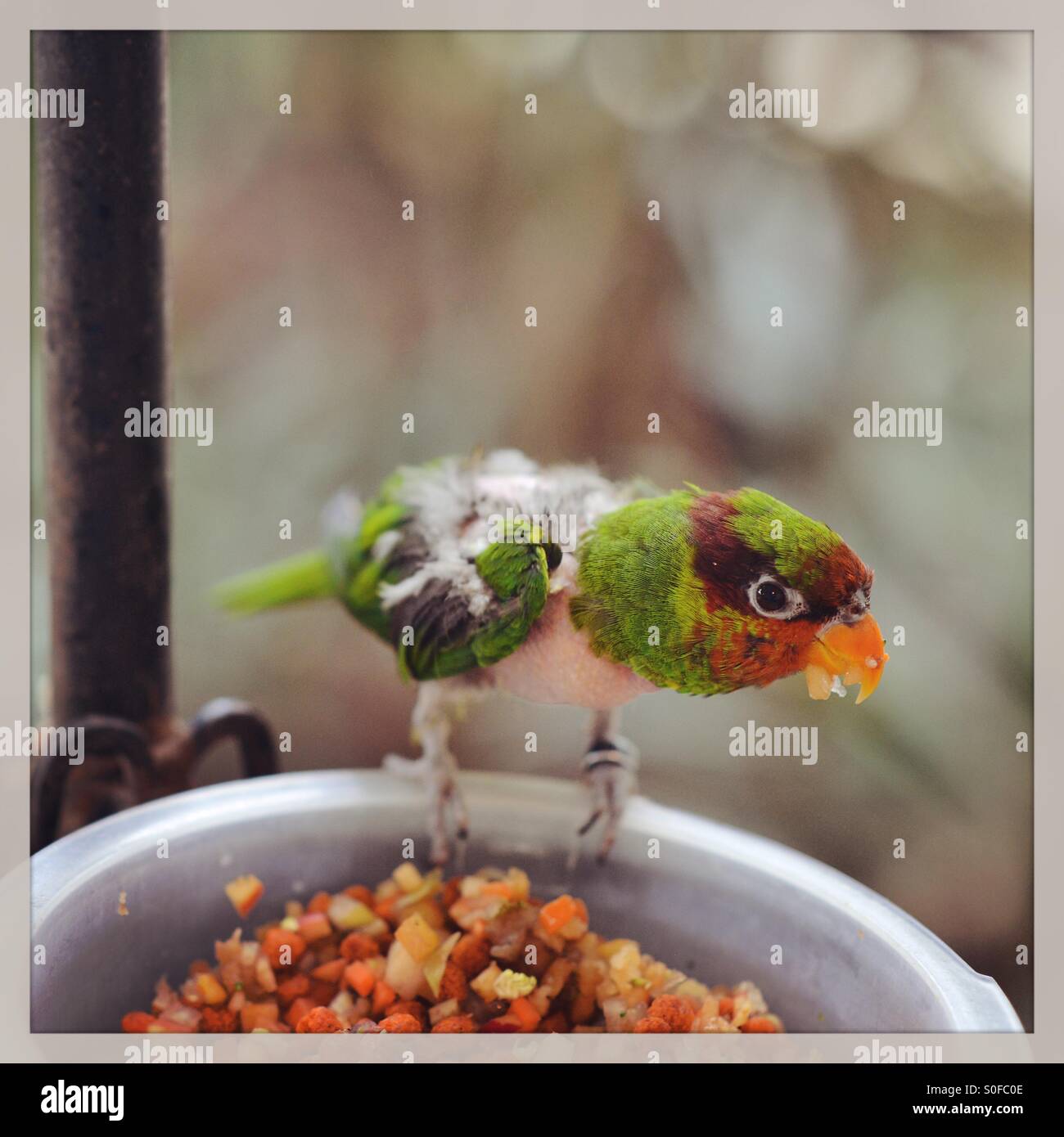 Scruffy parrot hi-res stock photography and images - Alamy