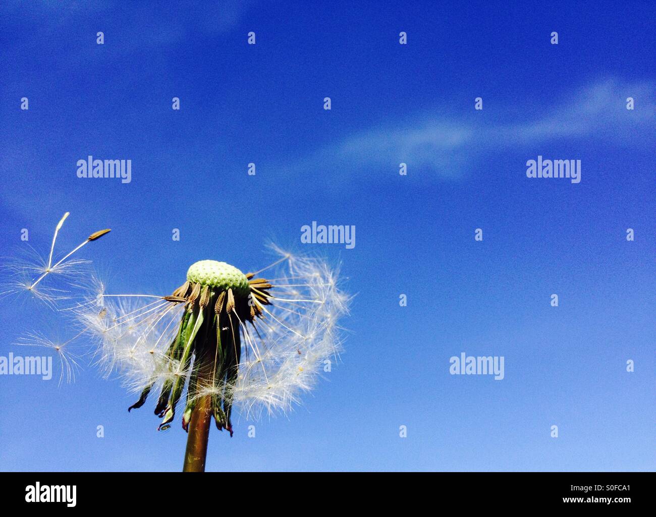Seeds blowing from a dandelion Stock Photo - Alamy