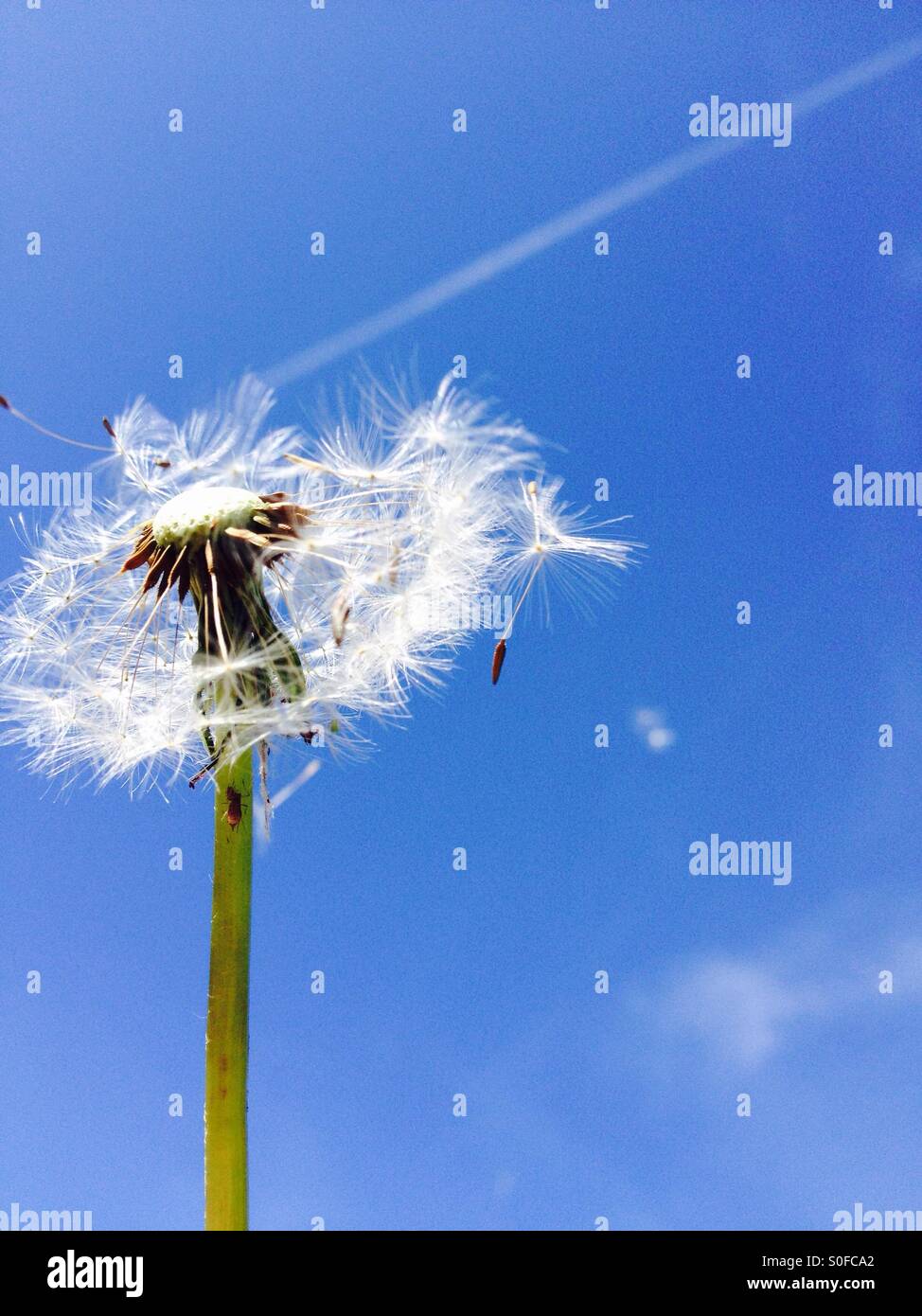 Blowing weeds hi-res stock photography and images - Alamy