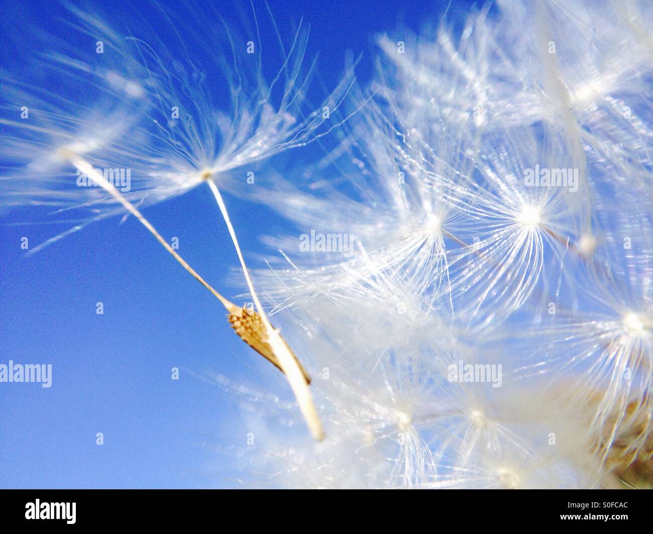 Close up of a dandelion head with seeds blowing away Stock Photo - Alamy