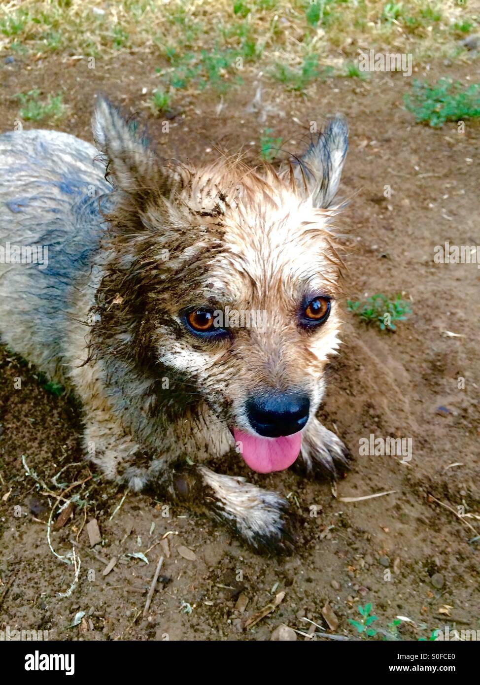Dirty puppy hi-res stock photography and images - Alamy