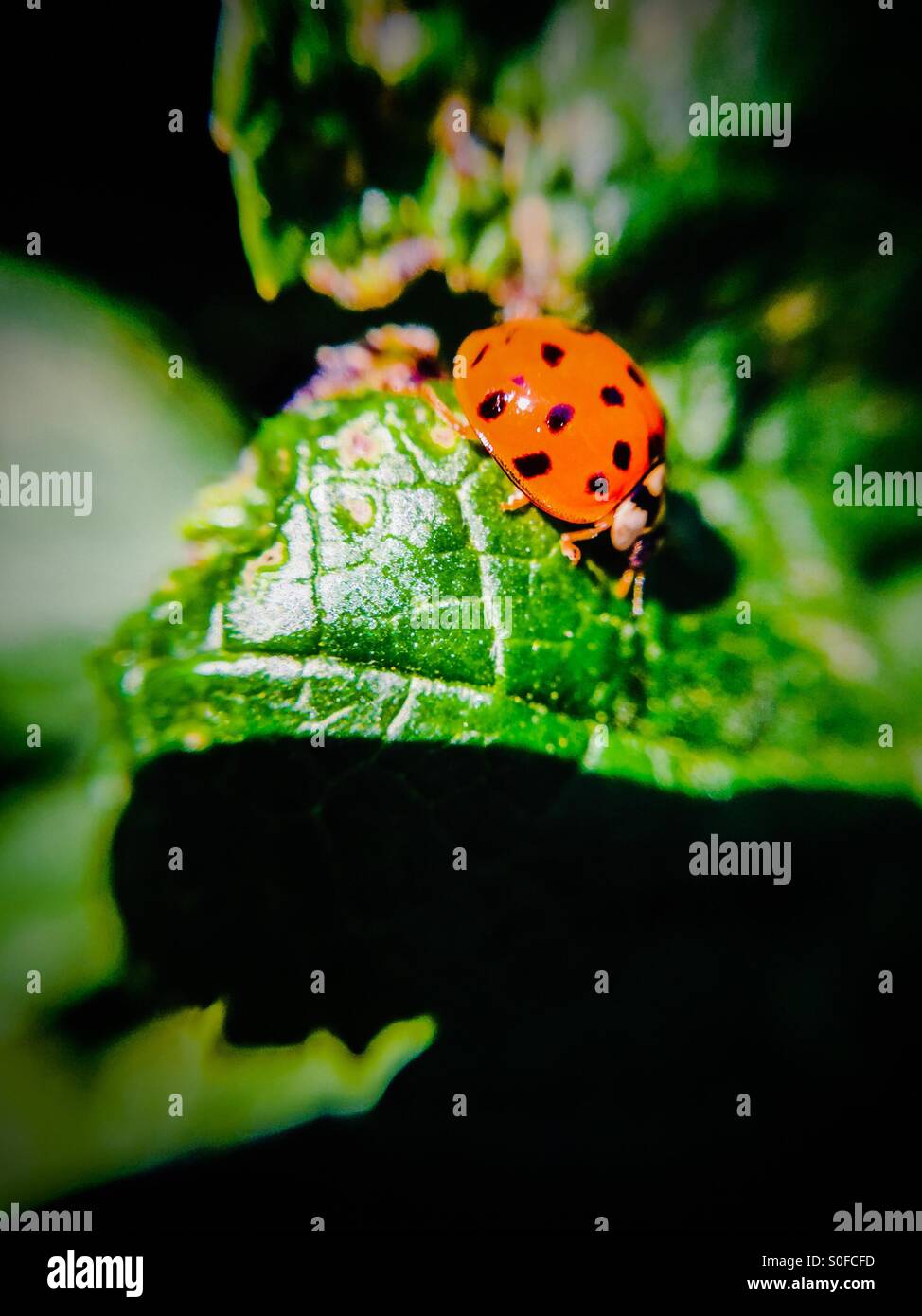 Ladybird on green leaf hi-res stock photography and images - Alamy