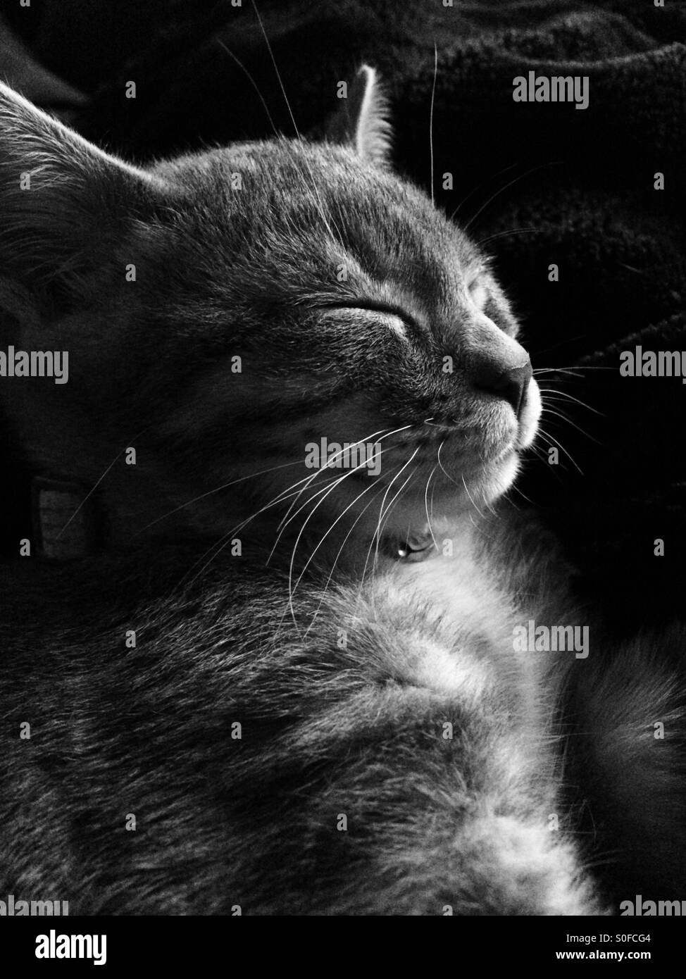 Black and white kitty Black and White Stock Photos & Images - Alamy