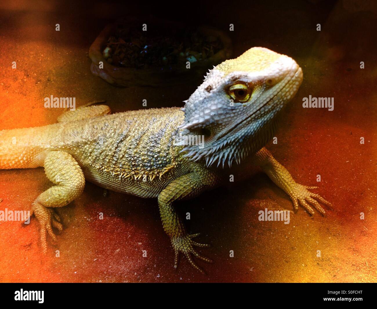 Scaly dragon hi-res stock photography and images - Alamy