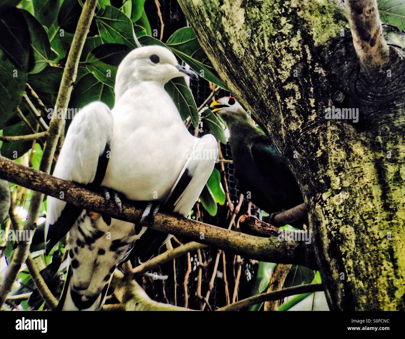 White dove sitting in tree hi-res stock photography and images - Alamy