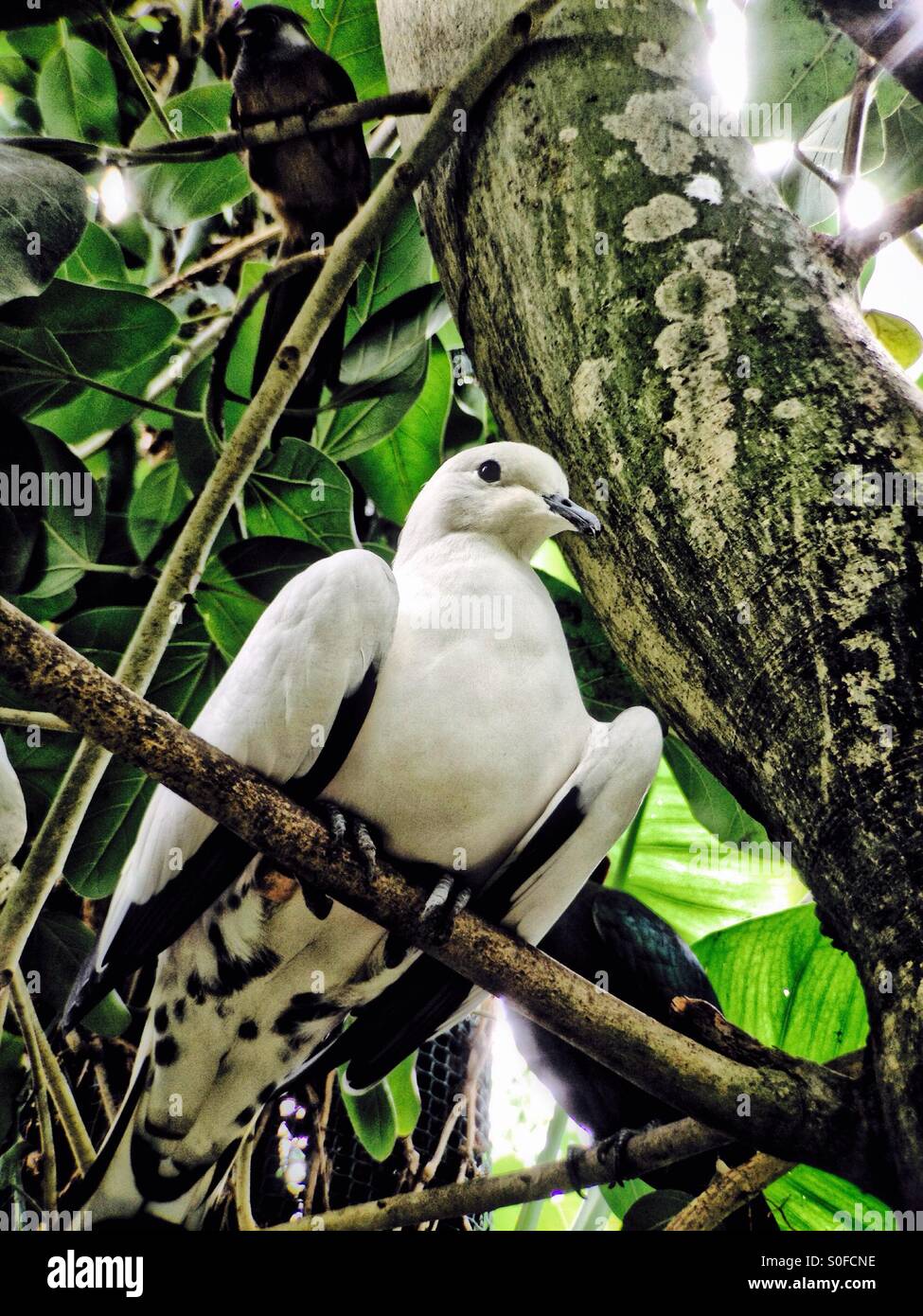 Dove in a tree Stock Photo - Alamy