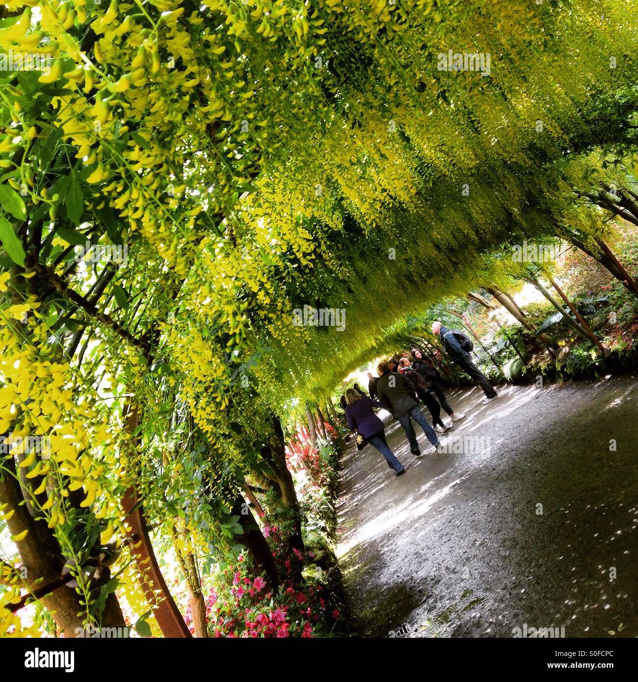 Laburnum arch hi-res stock photography and images - Alamy