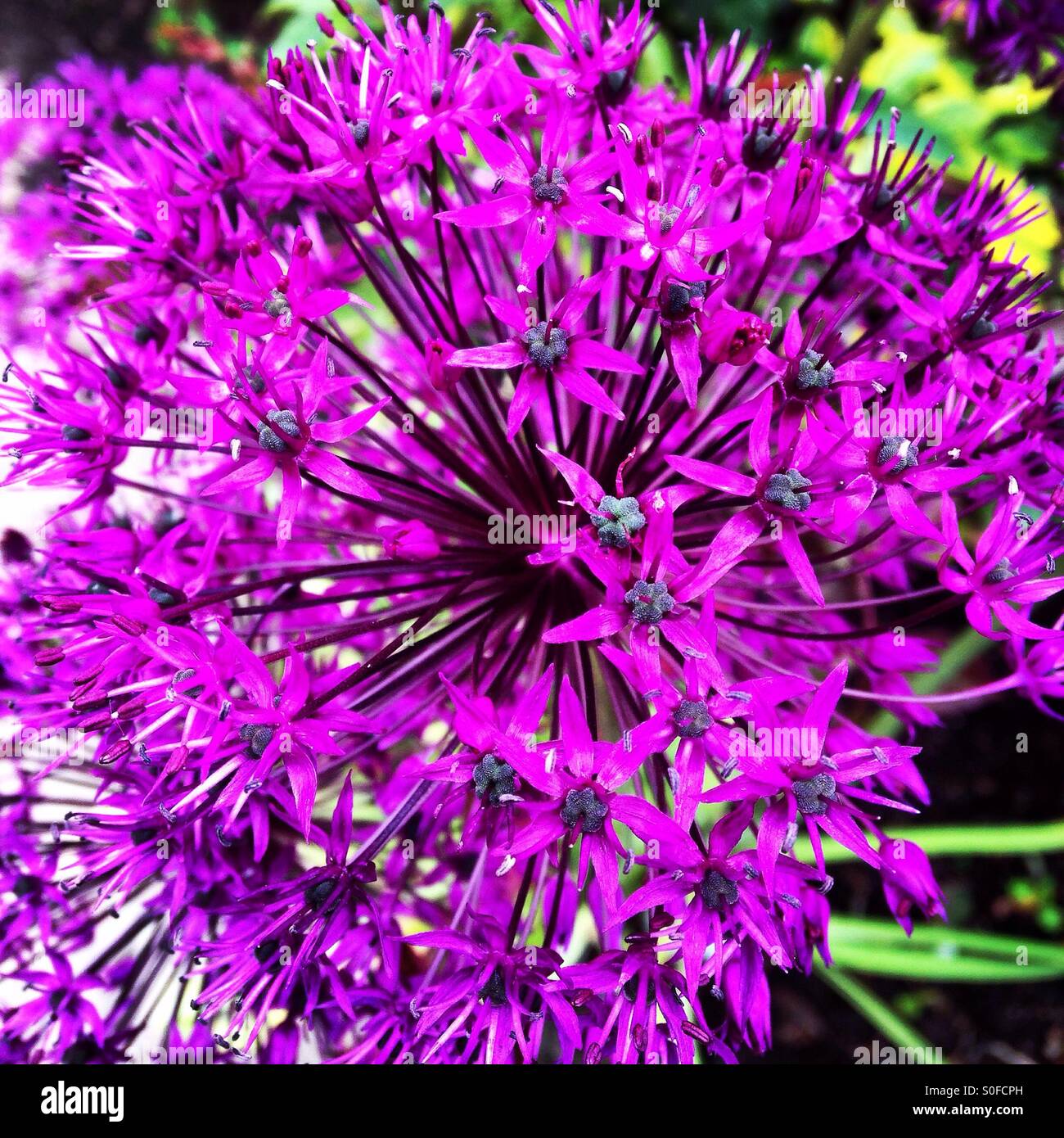 Allium plant hi-res stock photography and images - Alamy