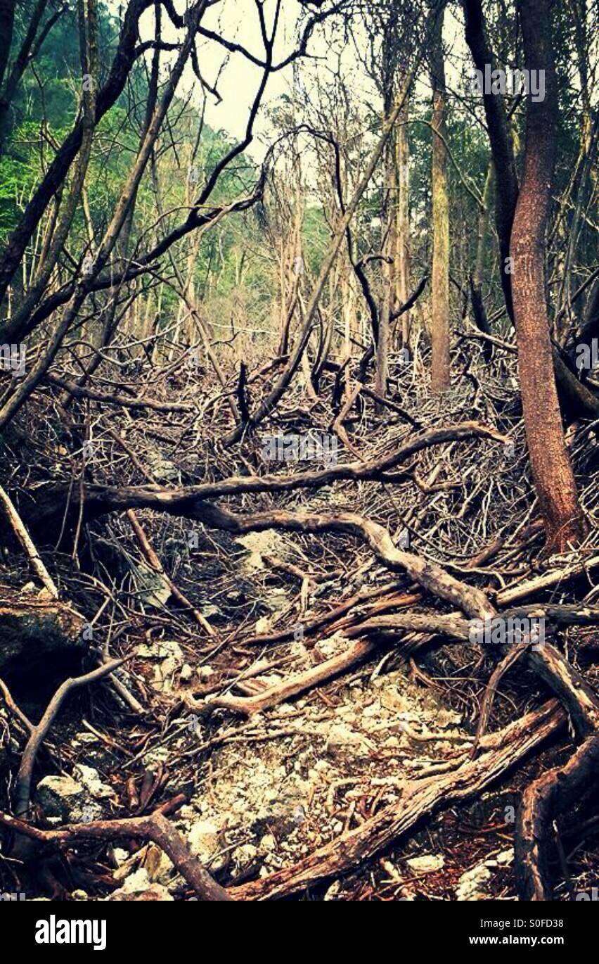 Dead forests hi-res stock photography and images - Alamy