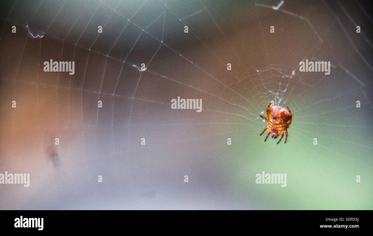 Pregnant spider hi-res stock photography and images - Alamy