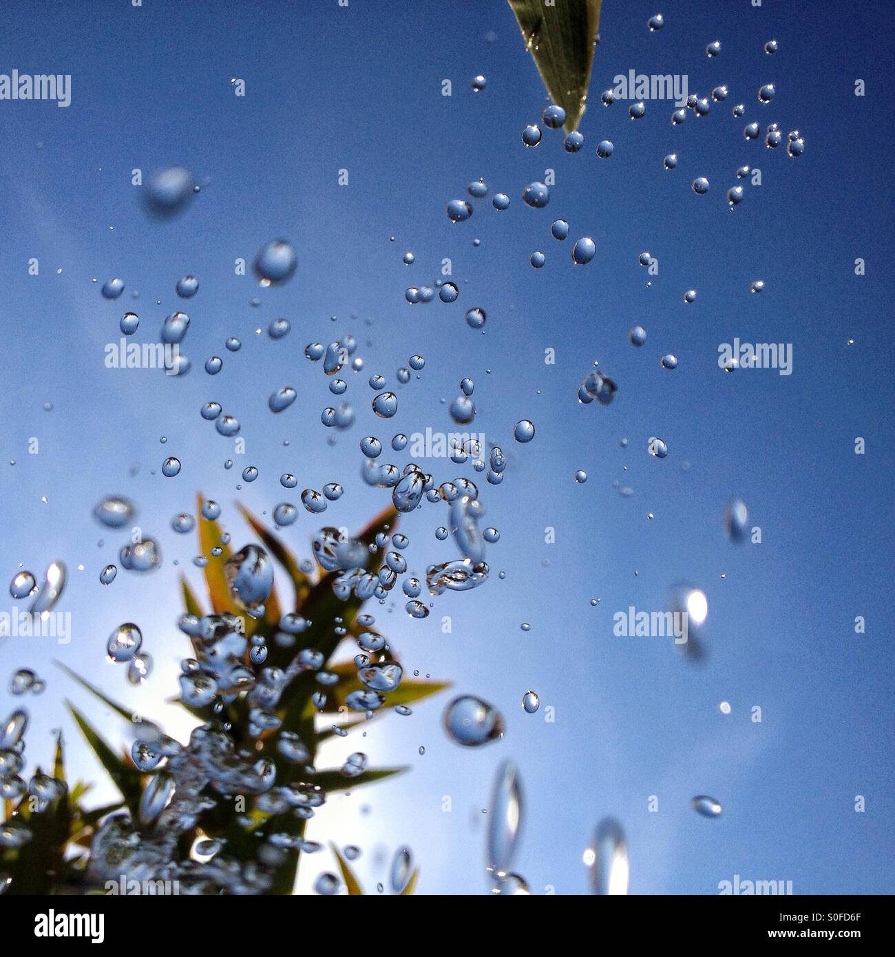 Water droplets on plants hi-res stock photography and images - Alamy