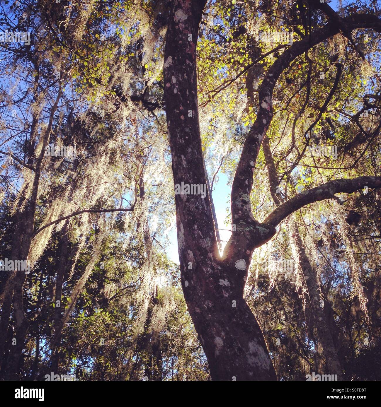 Sun behind the tree hi-res stock photography and images - Alamy