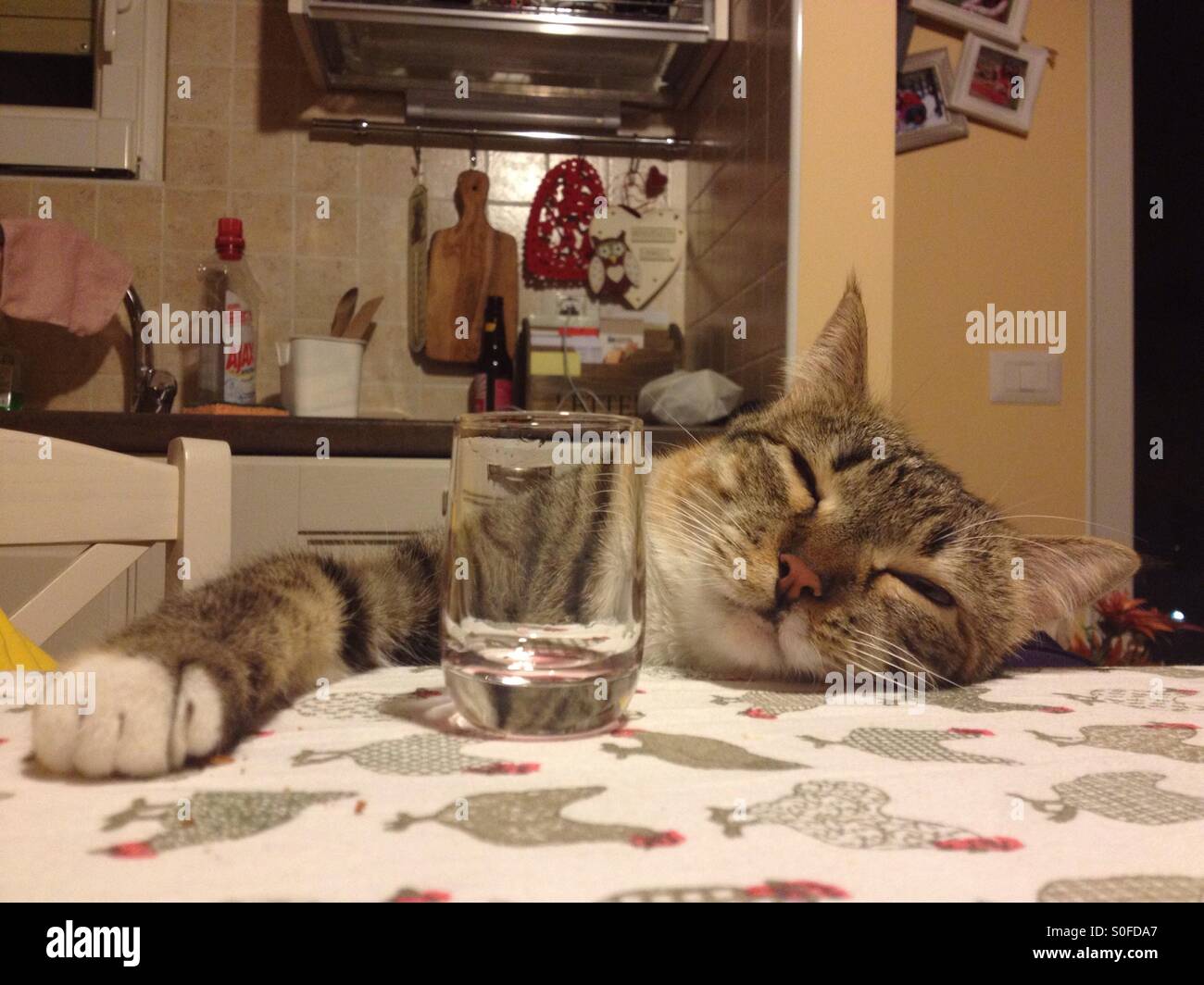 Drunk cat hi-res stock photography and images - Alamy