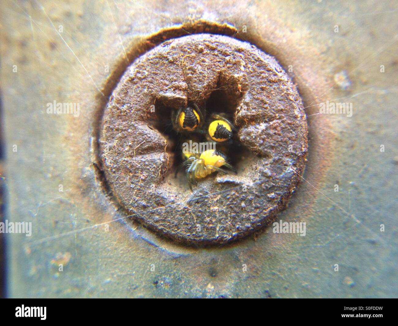 Baby garden spiders in a screw hole Stock Photo - Alamy