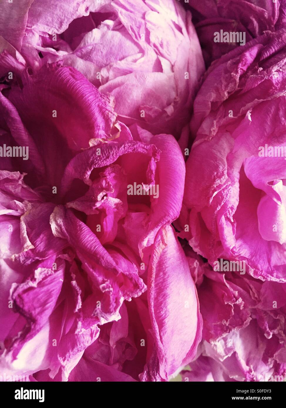 Peonies, close up Stock Photo - Alamy
