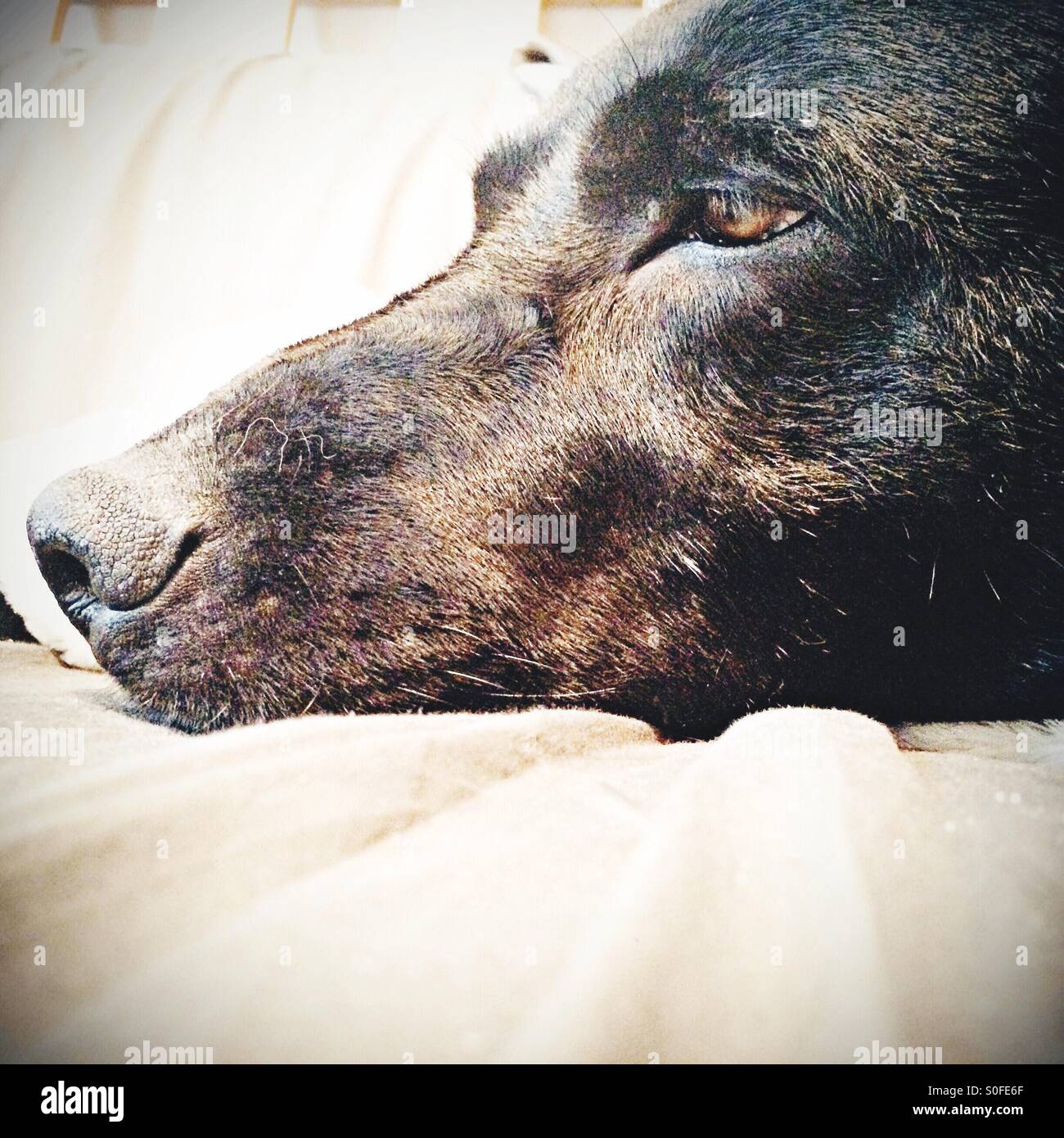 Black labrador retriever laying hi-res stock photography and images - Alamy