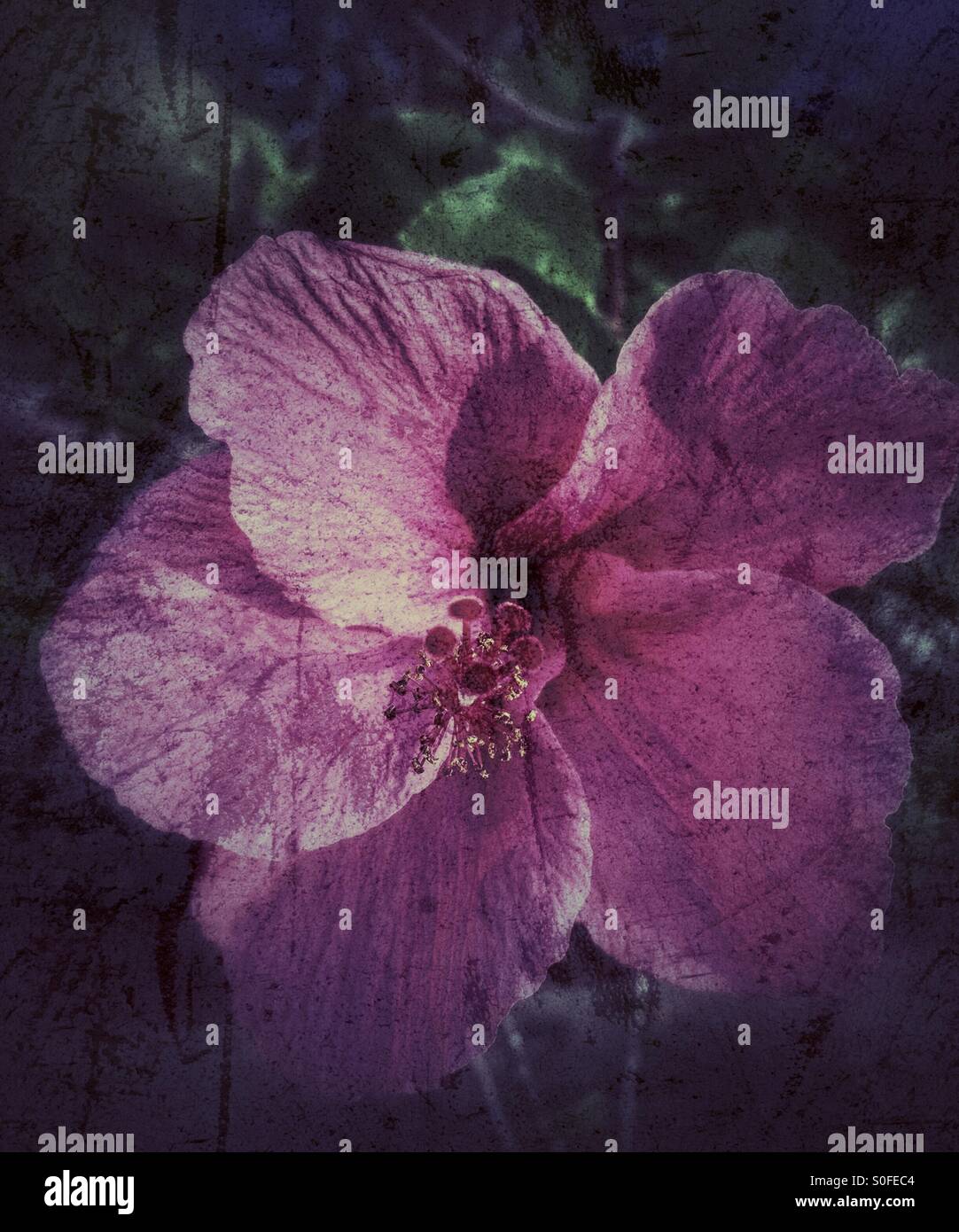 Gumamela flower hi-res stock photography and images - Alamy