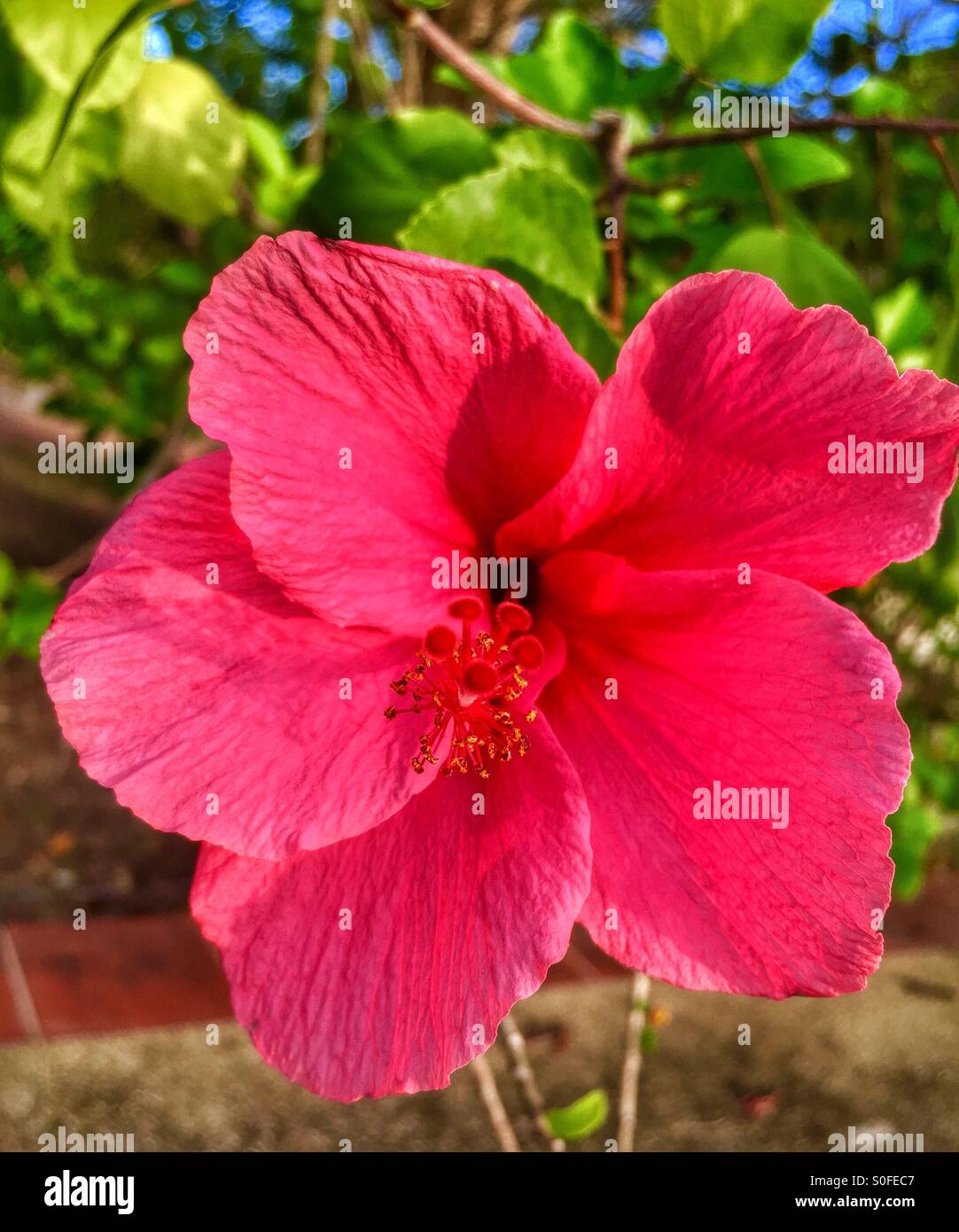 Stem of hibiscus flower hi-res stock photography and images - Alamy