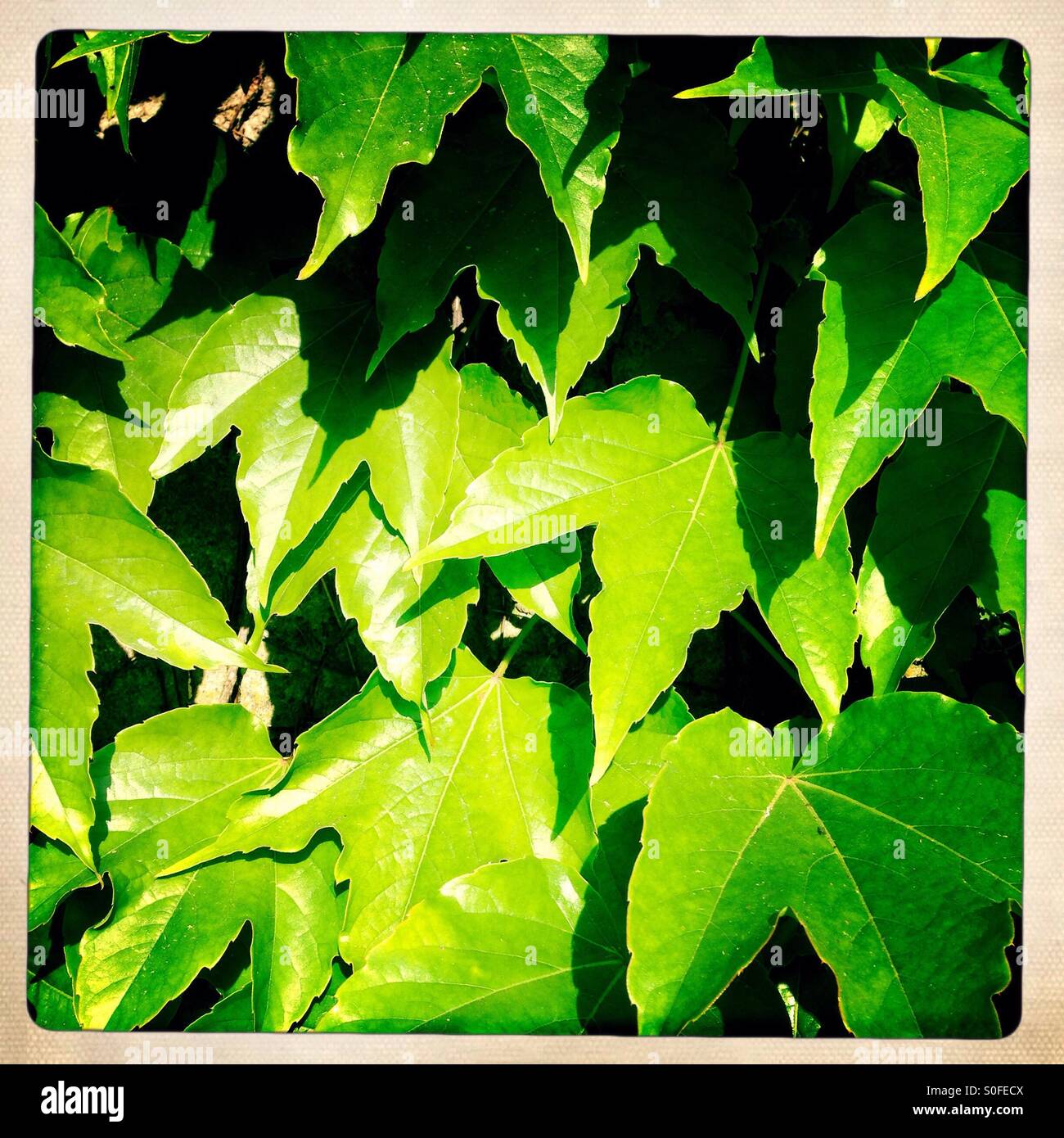 Grapes and vine leaf hi-res stock photography and images - Alamy