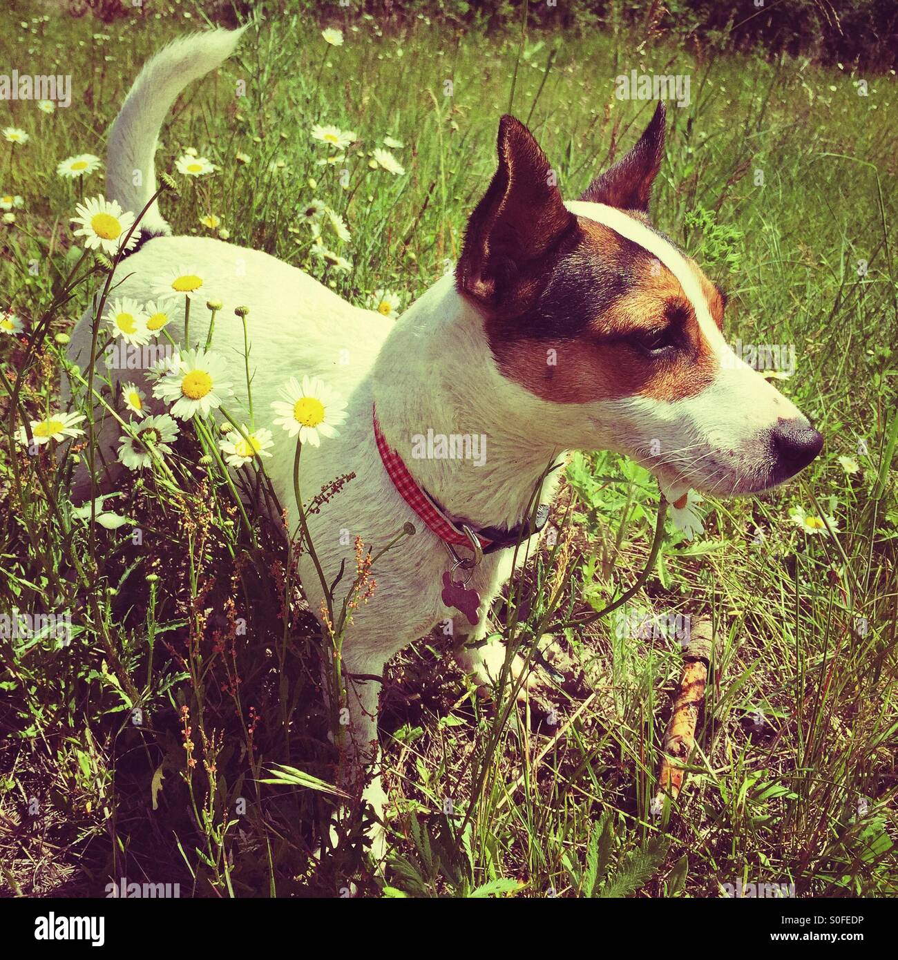 Dog daisies hi-res stock photography and images - Alamy